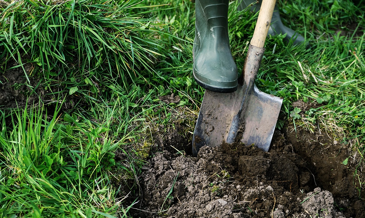 The Benefits of Garden Hedges - Give it a Grow Wigan
